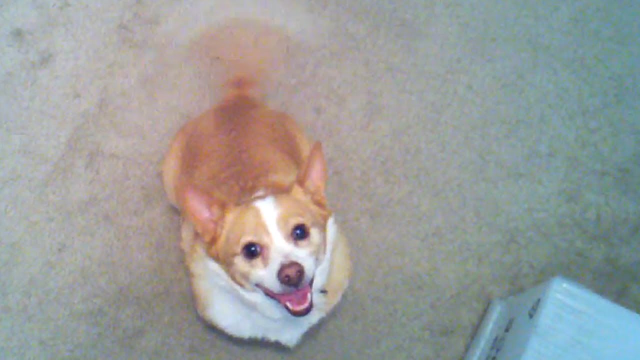Corgi Doing Tricks - Teaching Dog to Sit and Roll Over - YouTube