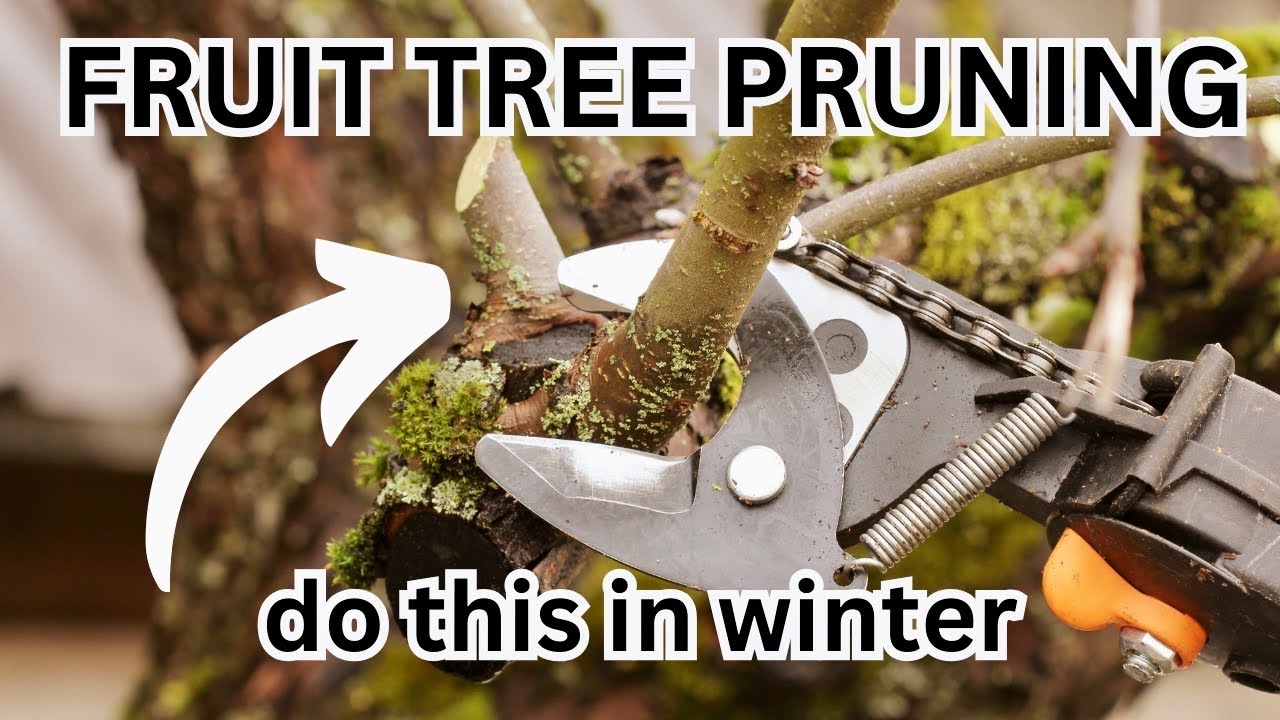 Pruning Fruit Trees 101 | How to Prune Fruit Trees - YouTube