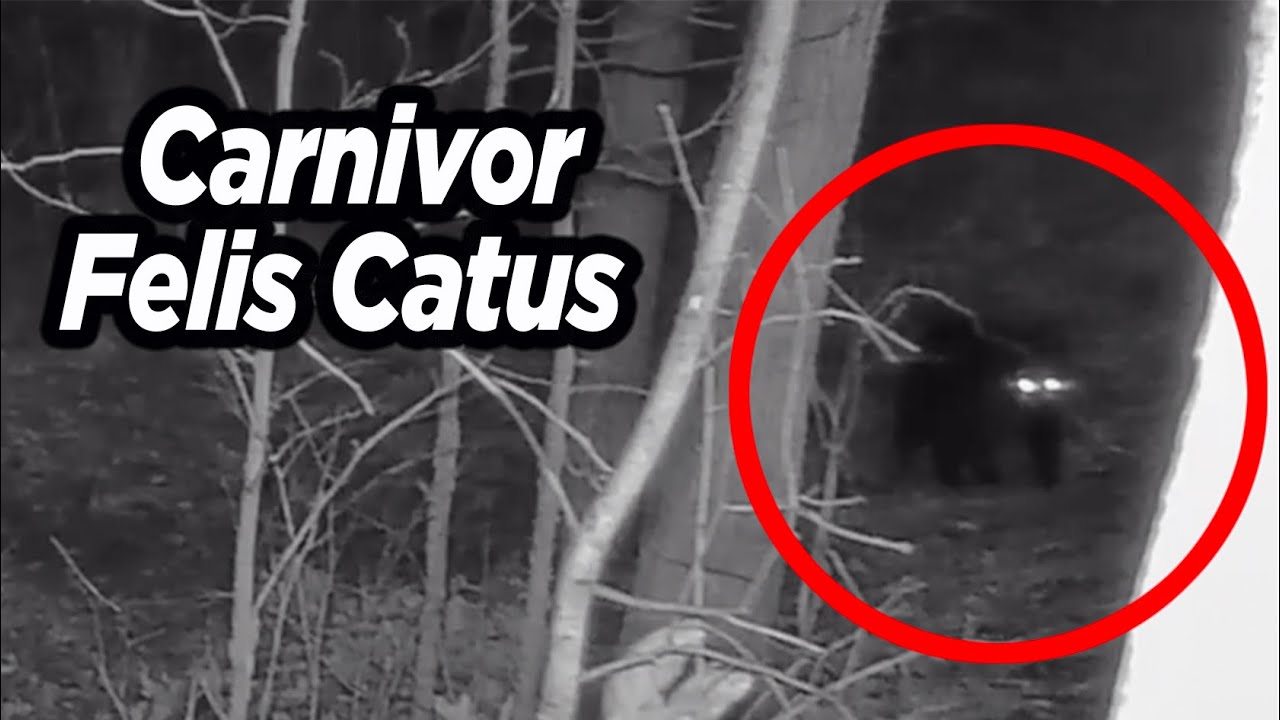 Is This the Carnivor Felis Catus? - YouTube