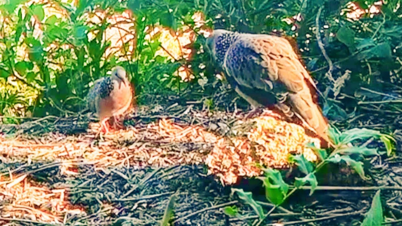 jargot sura besar bodiy simpel - YouTube