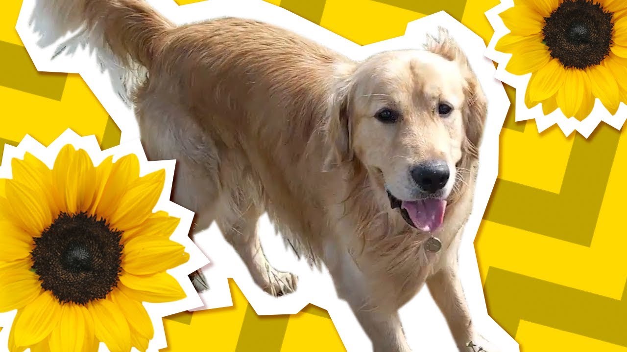 The Great Outdoors | IRL | Dog Vlog - YouTube