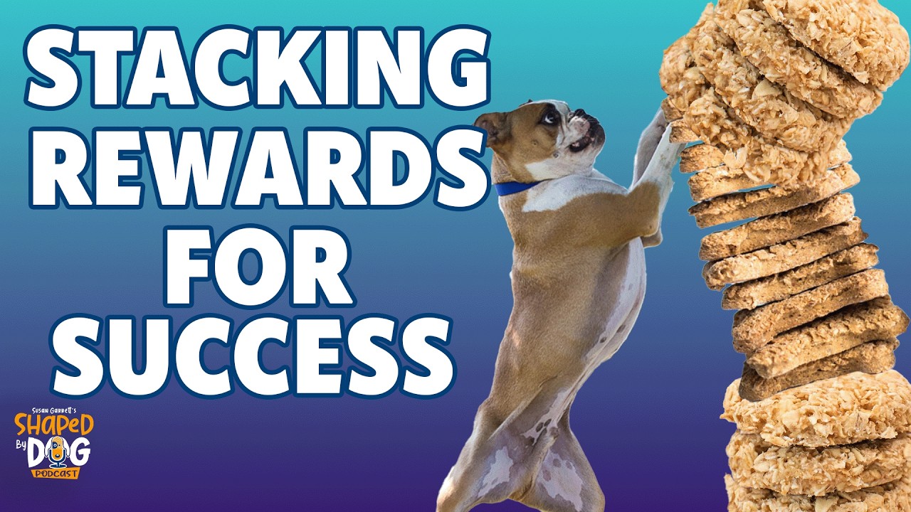 Create The BEST Bond With Your Dog By Using Reinforcement To Your ...