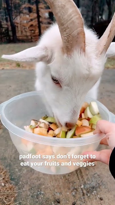 snack time 🍎🥬🍆 #goats #snacks - YouTube