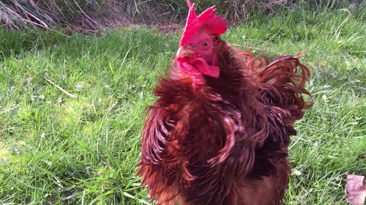 A Chicken Chicken - YouTube