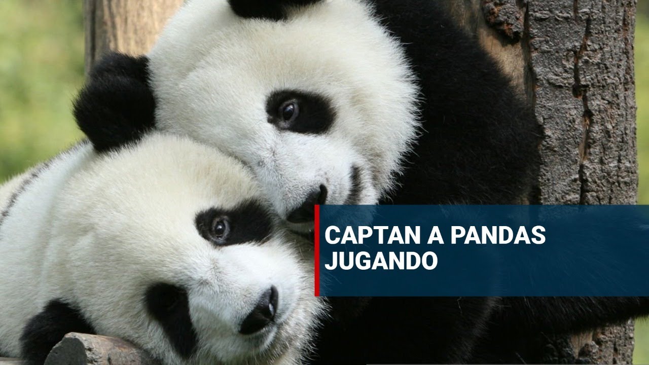 Captan a dos pandas jugando y el planeta se rinde ante su ternura - YouTube