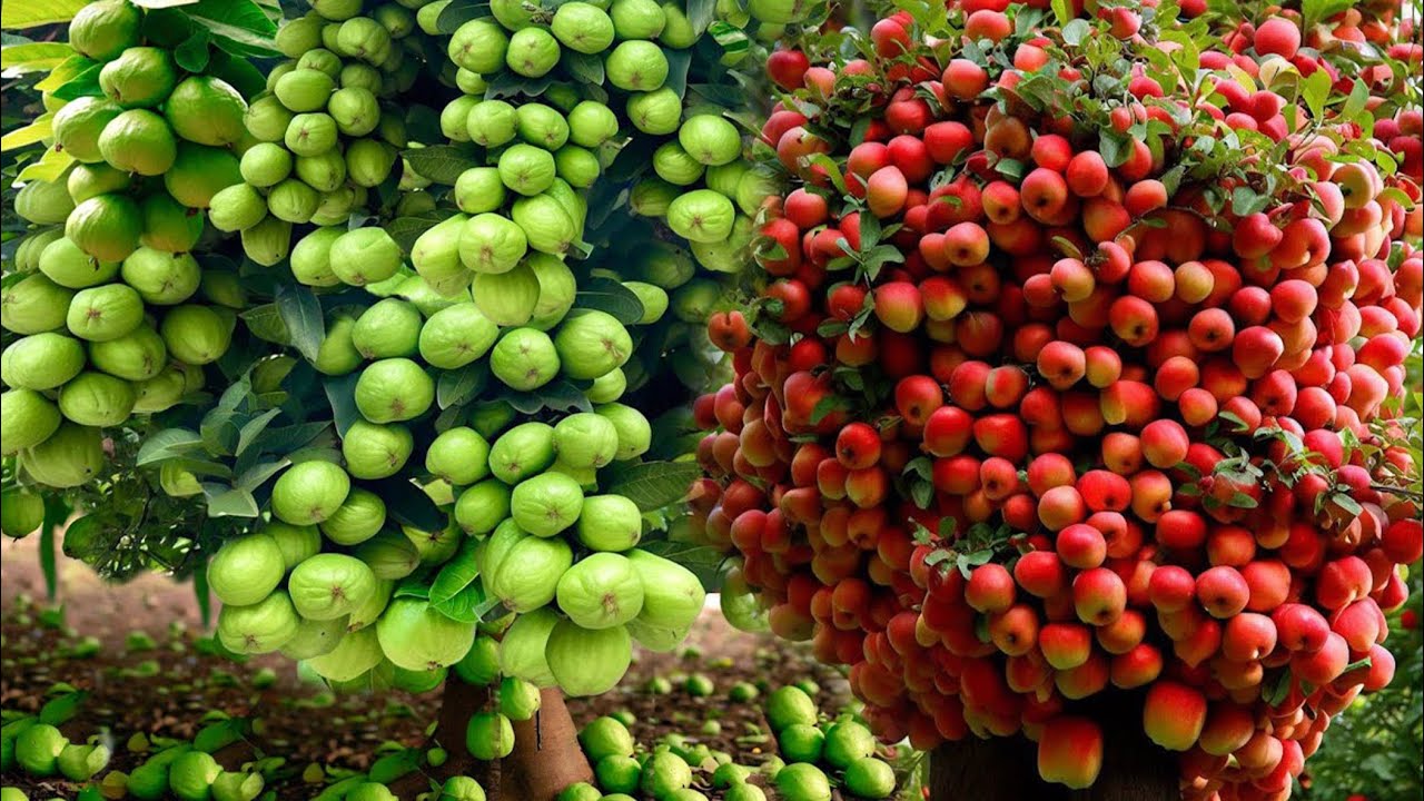 Good Idea How to Grow guava With apple Everyone will be surprised and ...