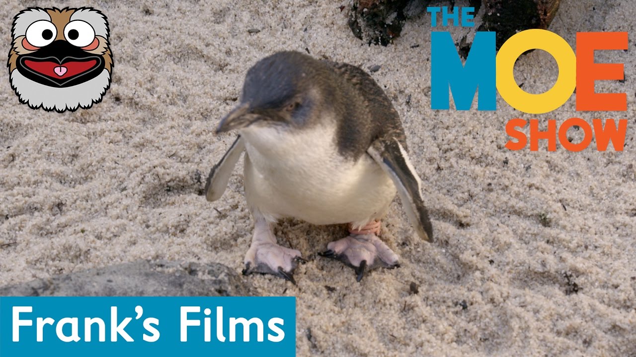 Frank's Friends - Little Blue Penguin | Kids Learn About Penguins | Fun ...