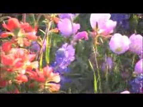 Wild Flowers of Texas at Dawn