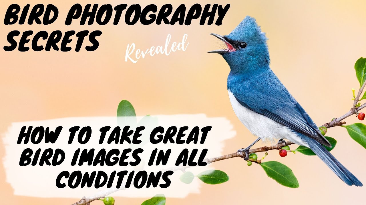 How to take GREAT BIRD IMAGES in ALL Conditions - Bird Photography ...