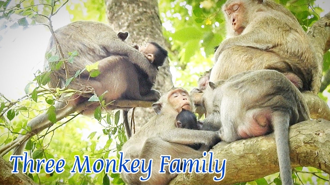 Three Monkey Family on the tree 🎄🎄🎄 / Monkey Tube - YouTube