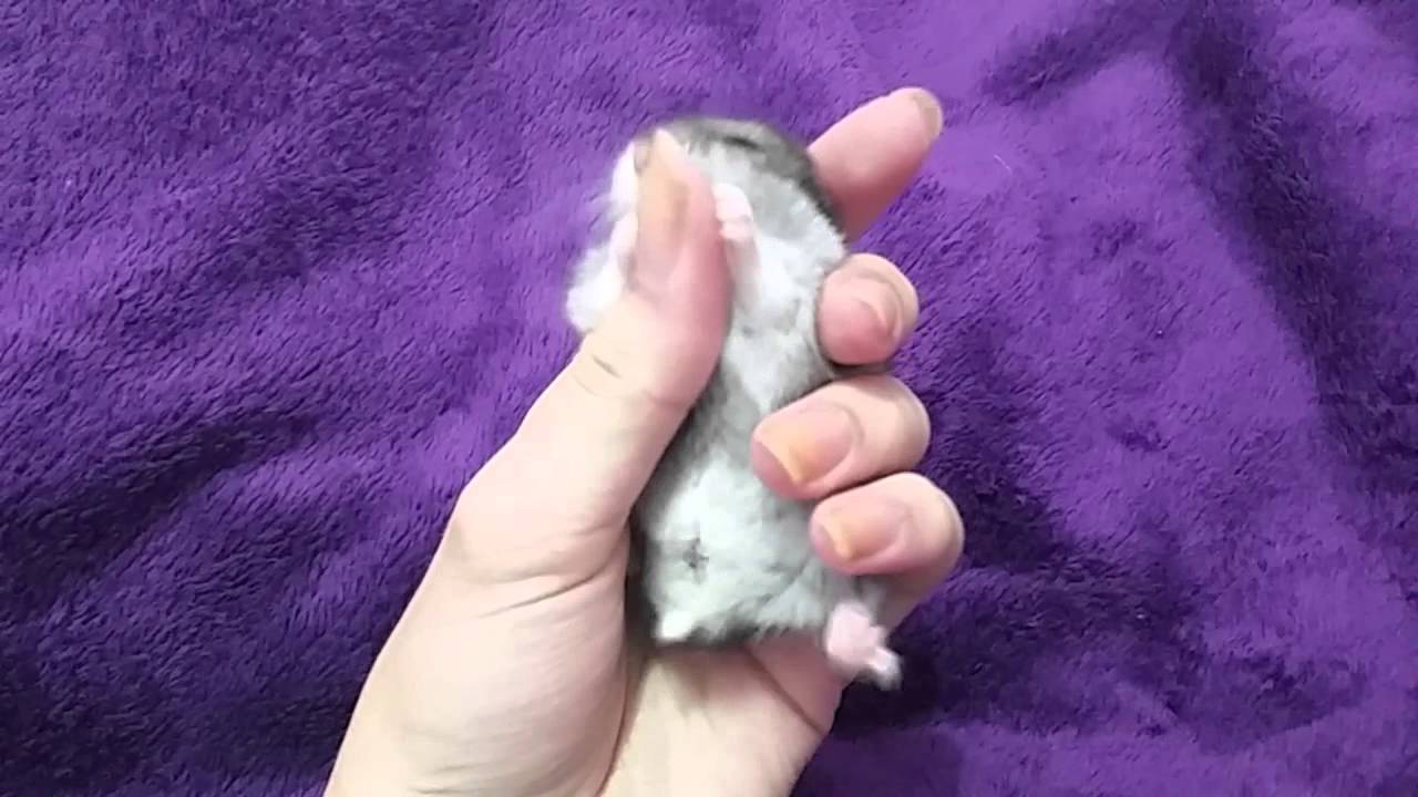 Hamster anão russo mansinho! Trakinas doce doce! - YouTube