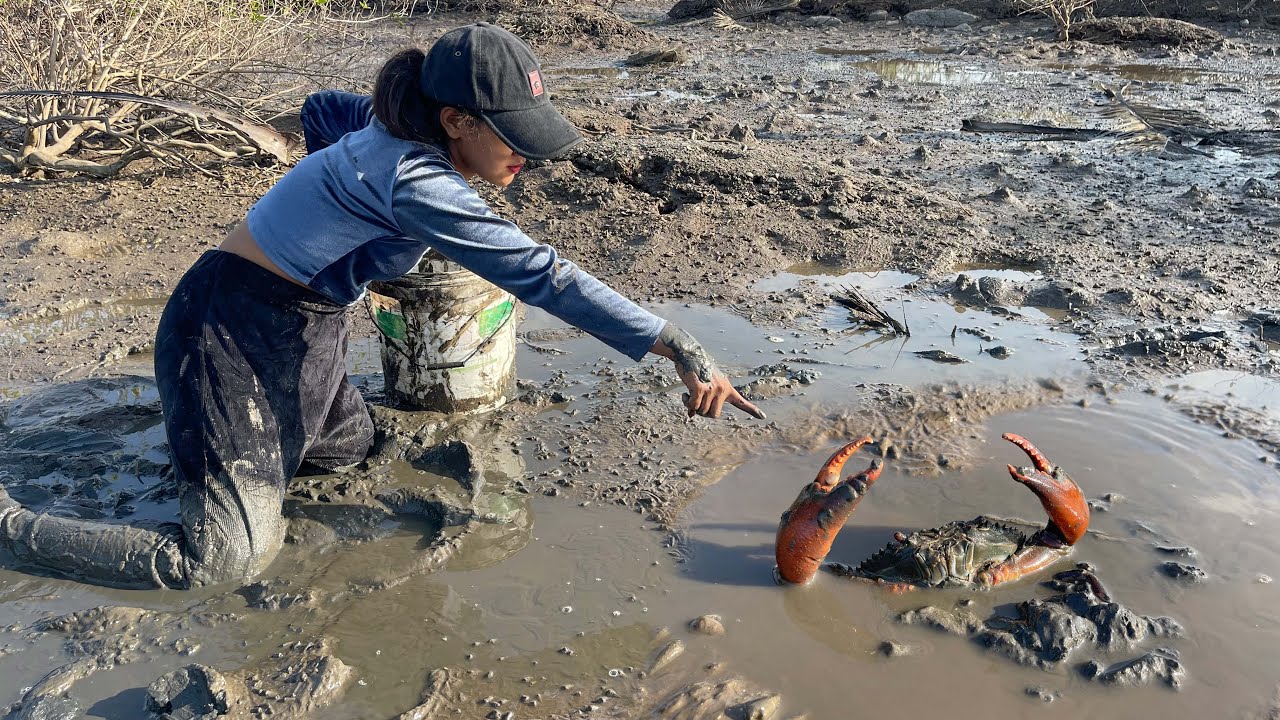 Amazing Catch Huge Mud Crabs at The Sea Swamp after Water Low Tide ...