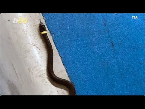 TSA Finds 15-Inch Snake After Passenger Leaves It at Security ...