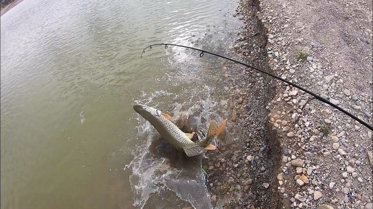 Losing the Biggest Fish of my Life… - YouTube