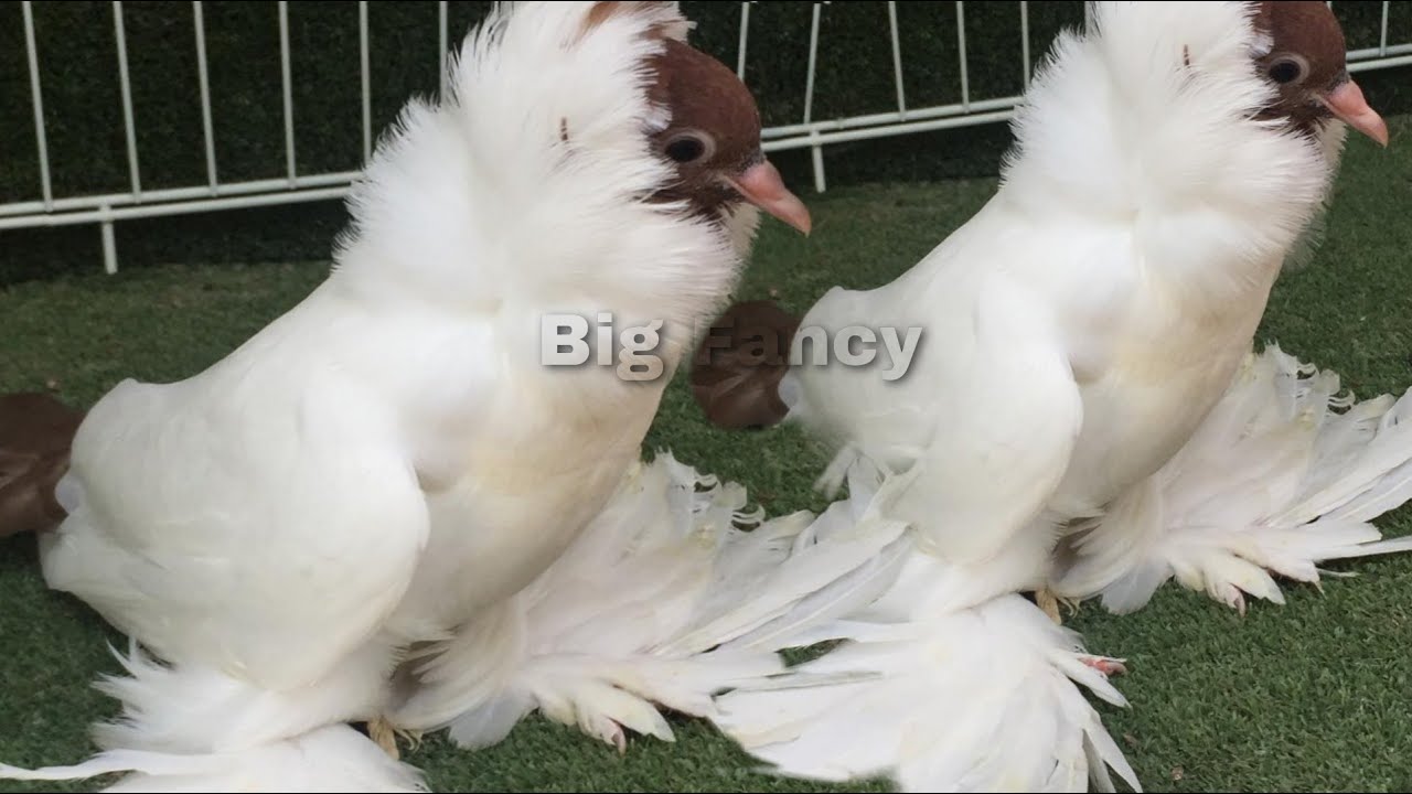 German Helmet Pigeon & Pigeon Farm |Fancy Pigeon Loft |breeding fancy ...