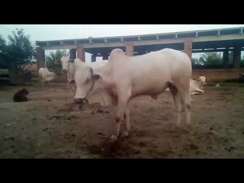 Umer Virk cattle farm narang mandi(2) - YouTube