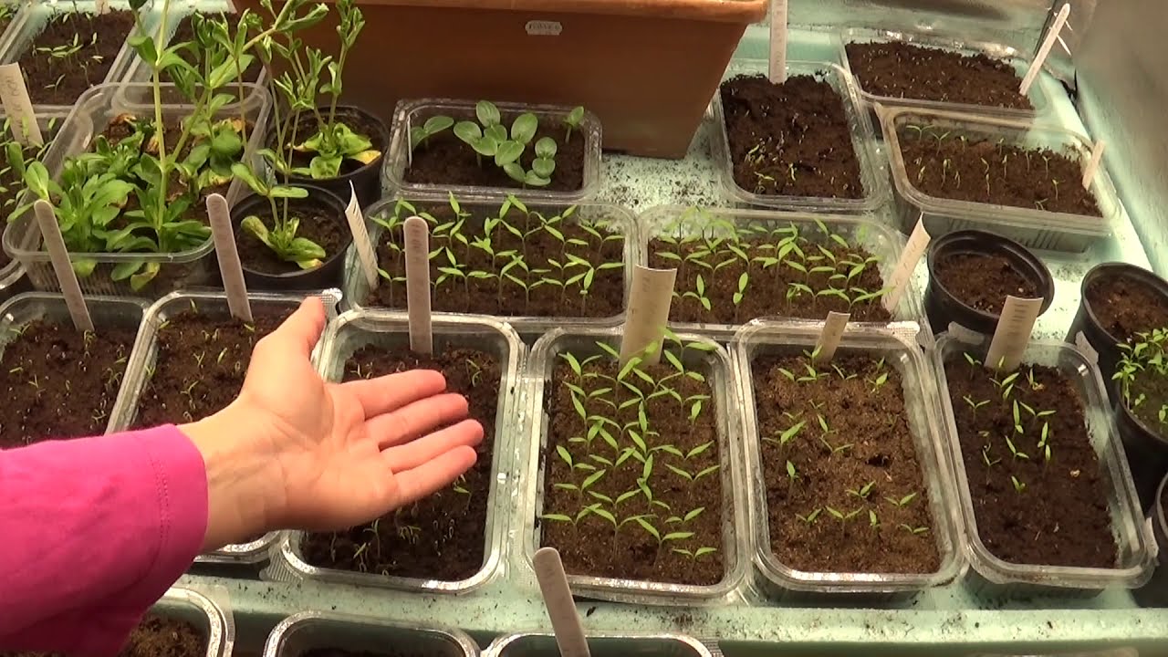 Germinarea semințelor dezinfectate cu apă oxigenată | cenușă - REZULTAT ...