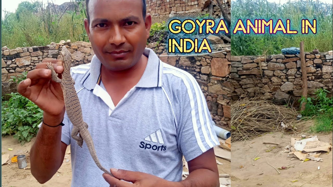 Goyra animal in India काला गोहरा बिना जहर वाला monitorlizard lizard ...