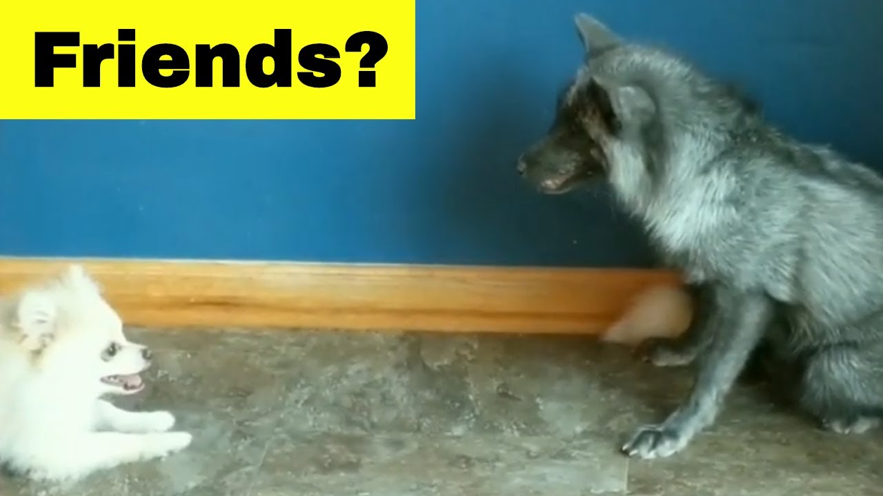 Puppy vs. Pet Fox - YouTube