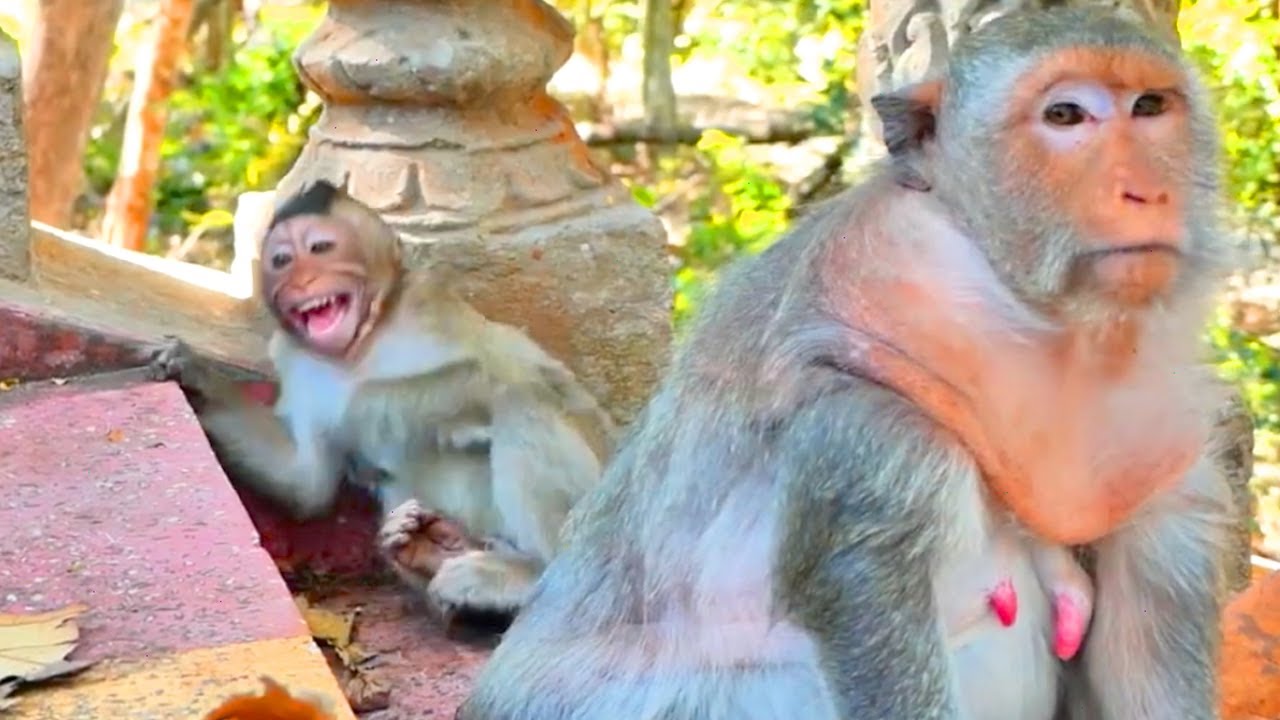 My God ! Cute girl monkey Bella cries hungry asks for milk - but she ...