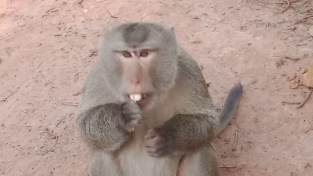 Monkey show #001 - YouTube