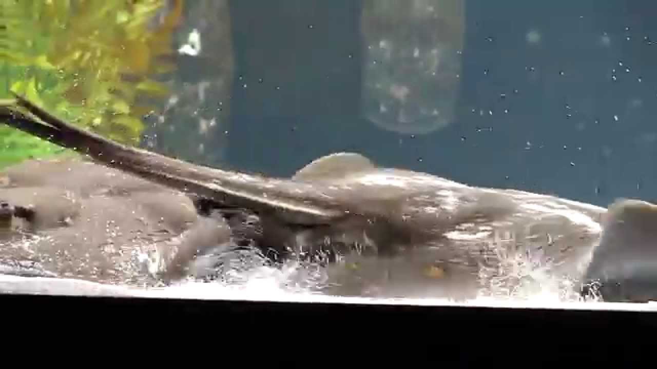 Motoro stingrays mating - YouTube