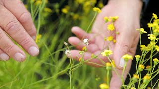 Control Fireweed