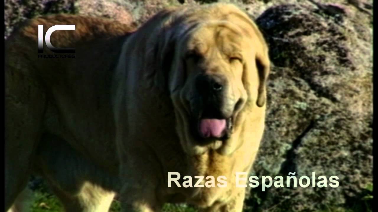 Razas españolas - YouTube