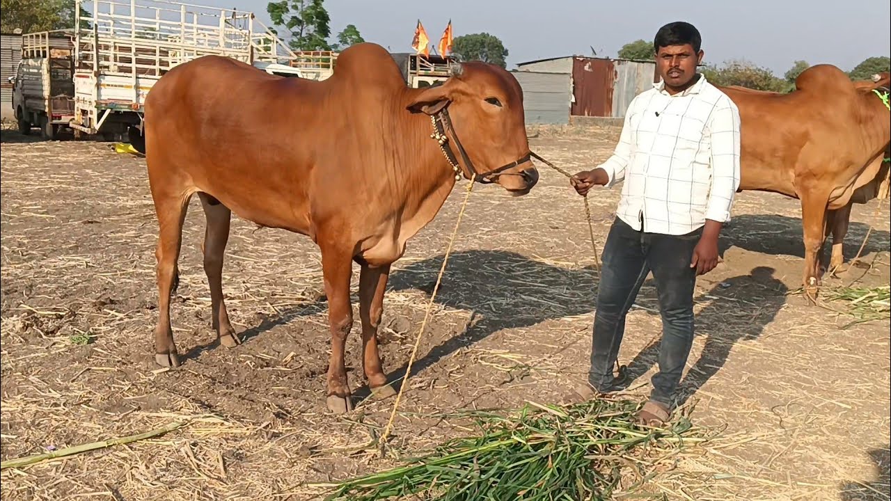 77410 76511 అల్లి మార్కెట్ మహారాష్ట్ర halli market Maharashtra हल्ली ...