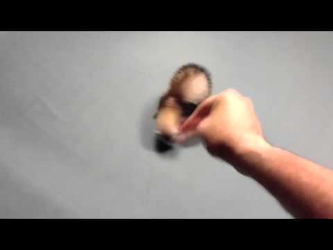 Hurón comadreja - YouTube