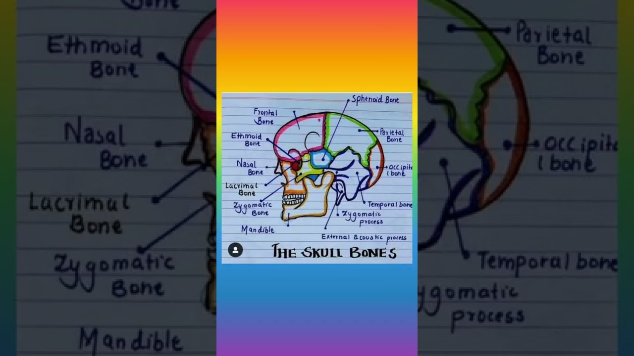 HUMAN SKULL NO OF BONES IN HUMAN SKULL HOW MANY BONES ARE IN SKULL HUMAN SKULL NO OF BONES IN HUMAN SKULL HOW MANY BONES ARE IN SKULL