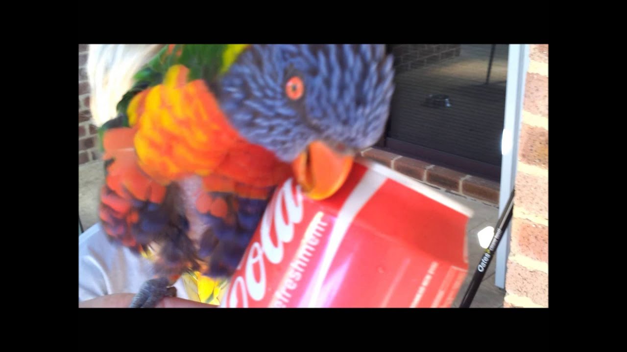 OSCAR BIRD - YouTube