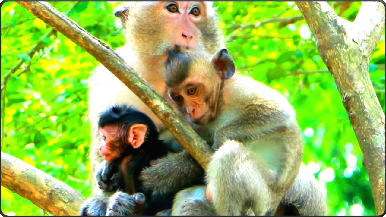 || Adorable new born BB monkey with mom & sister Distiny they are good ...