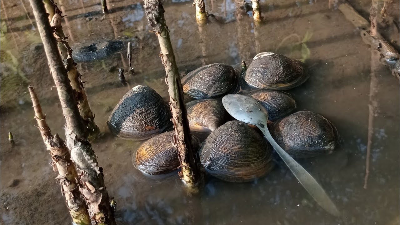 Kerang Nya Bersembunyi Di Sela Sela Akar Pohon Bakau Yang di Tumbuhi ...