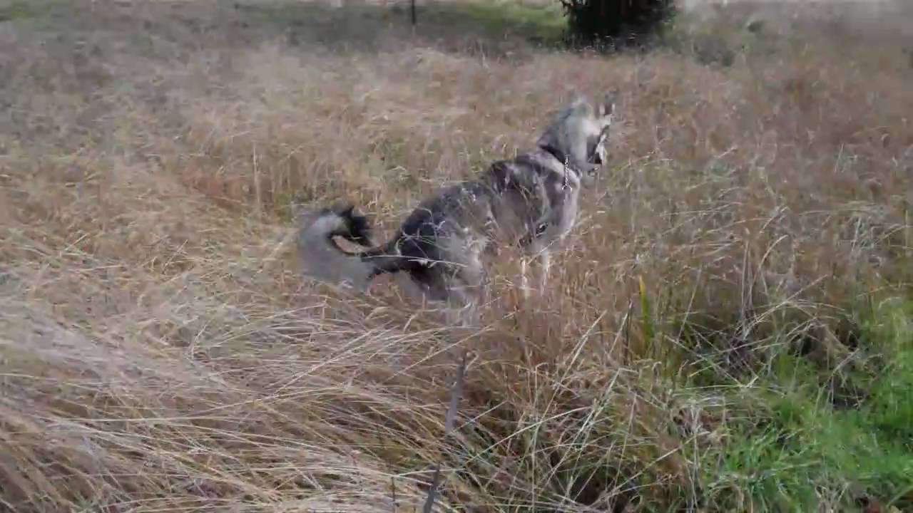 Tamaskan dog pounce - YouTube