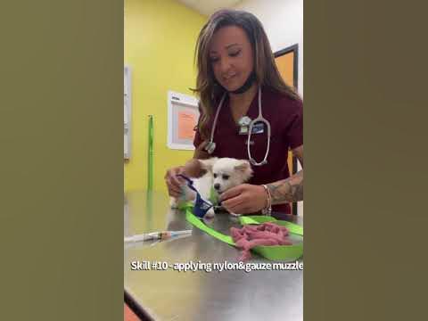 Skill #10 (Penn Foster Vet Tech Program) - YouTube