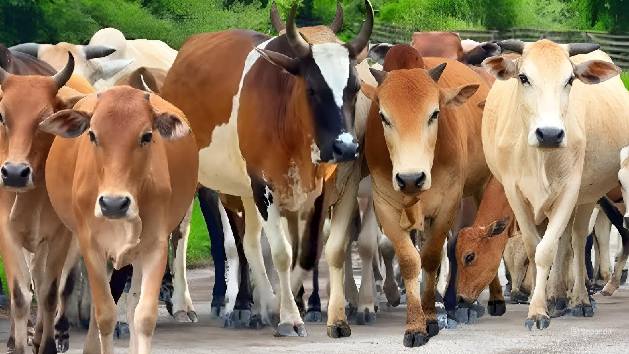 Hundreds of tame cows run through the hills towards the forest, funny ...