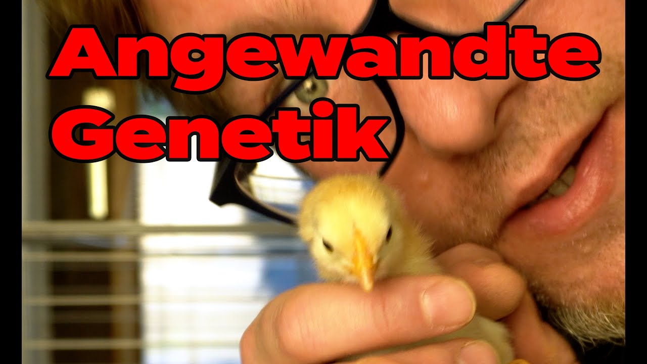 Angewandte Genetik bei Hühnerküken: CC-Kennsperber-Projekt ...
