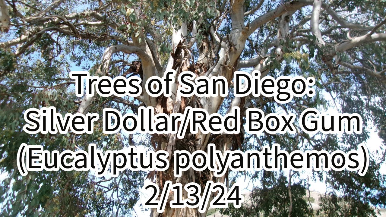 2/13/24: Trees of San Diego- Silver Dollar/Red Box Gum (Eucalyptus ...