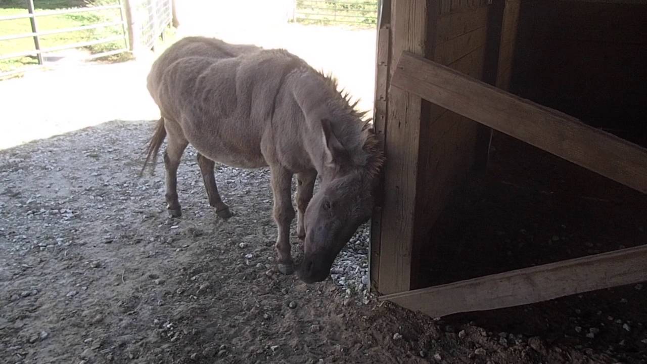 Dwarf donkey scratching - YouTube