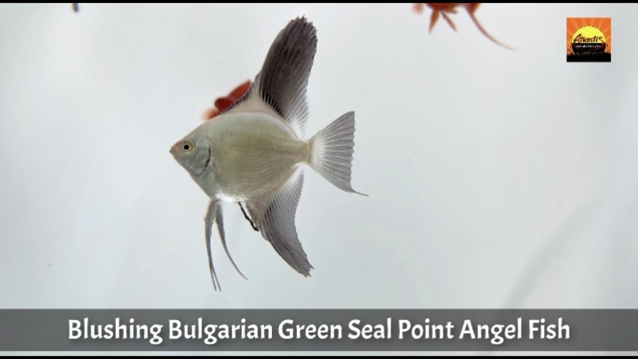 Blushing Bulgarian Green Seal Point Angel Fish (Pterophyllum Scalare ...