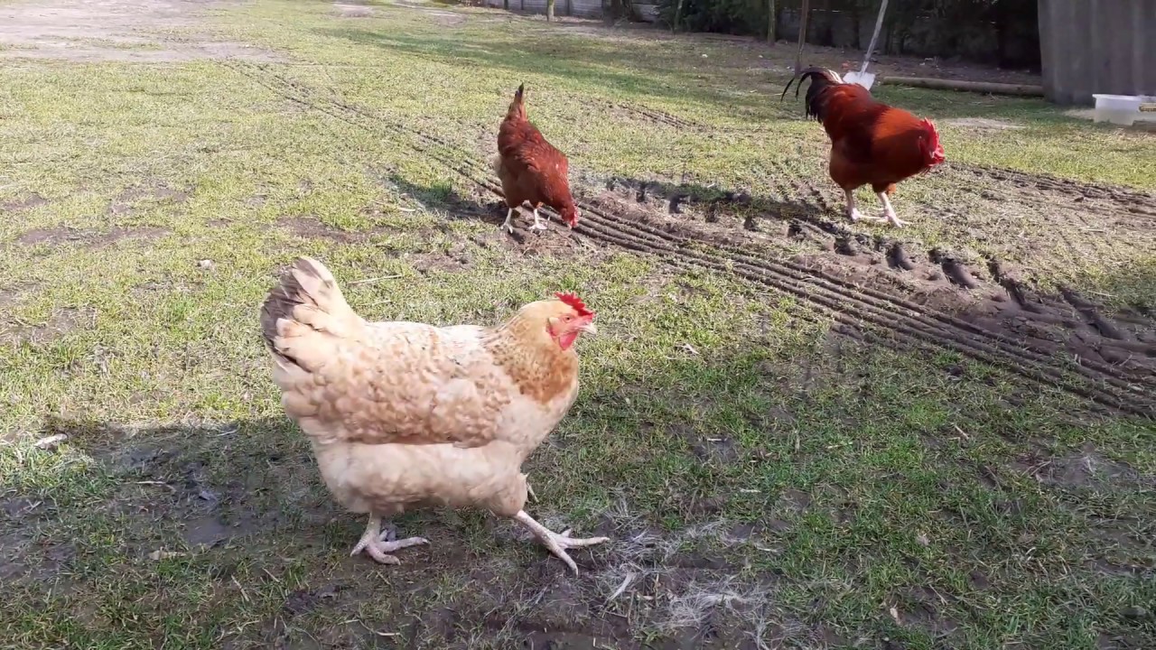Kogut i kury - YouTube
