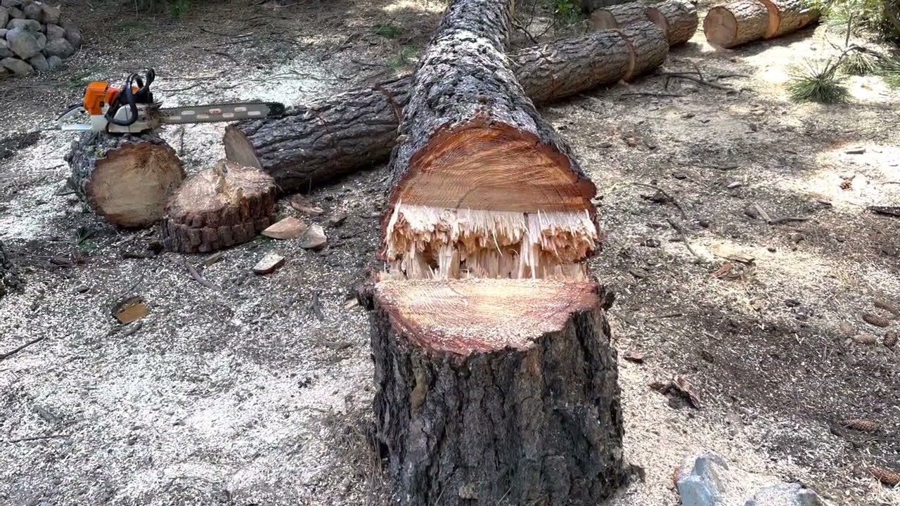 Felling Bucking and Splitting Techniques - YouTube