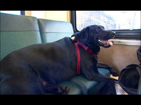 This Dog From Seattle Rides the Bus By Herself To Go To The Park - YouTube
