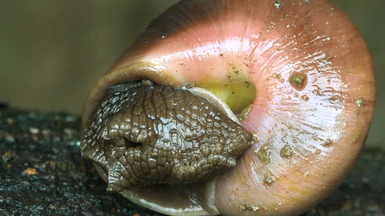 Snail Waking Up | Time Lapse - YouTube