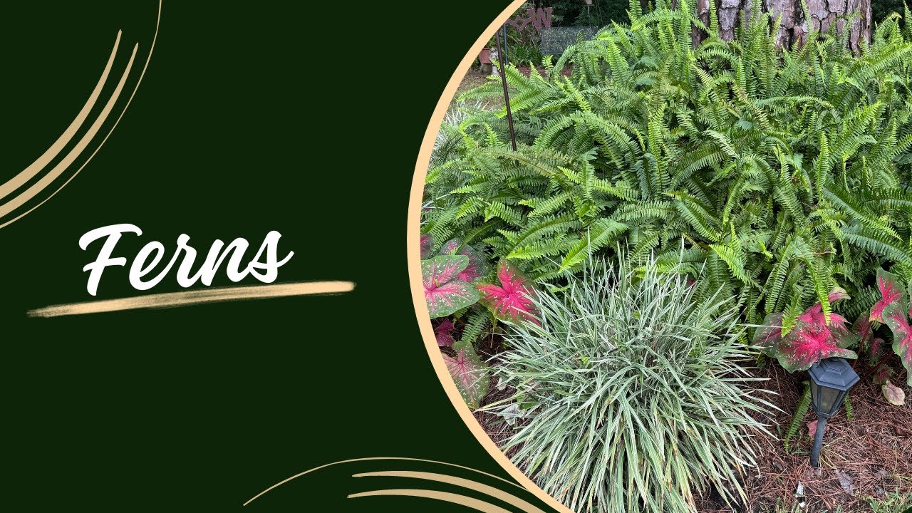 Ferns Ferns and More Ferns | Home with the Halsteads - YouTube