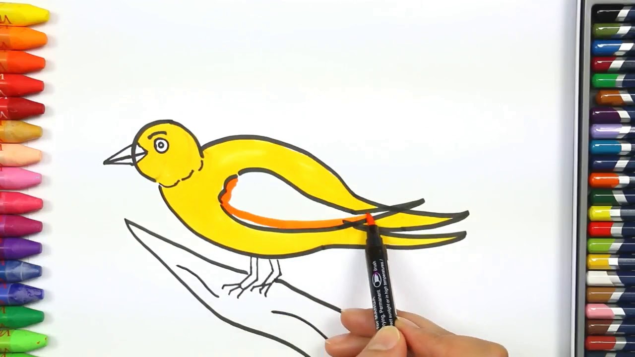How to draw a Canary Bird How to Draw and Color Kids - YouTube