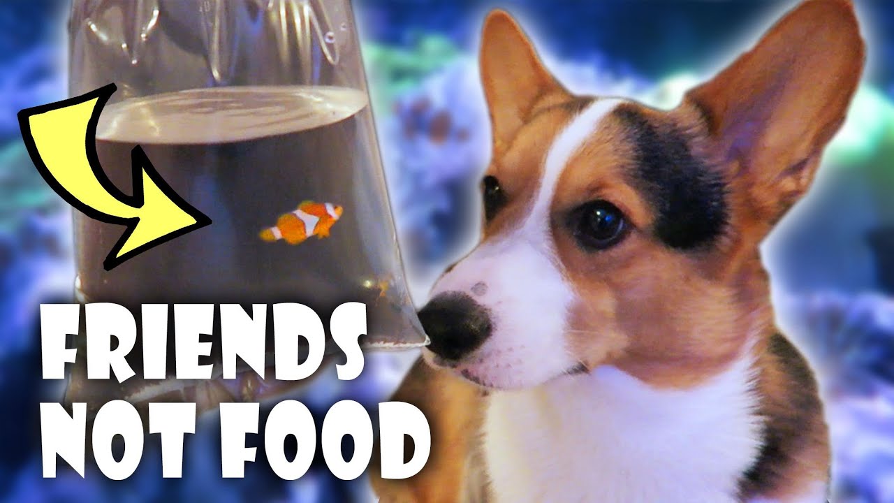 CORGI FINDS NEMO | REEF AQUARIUM SETUP - Life After College: Ep. 463 ...