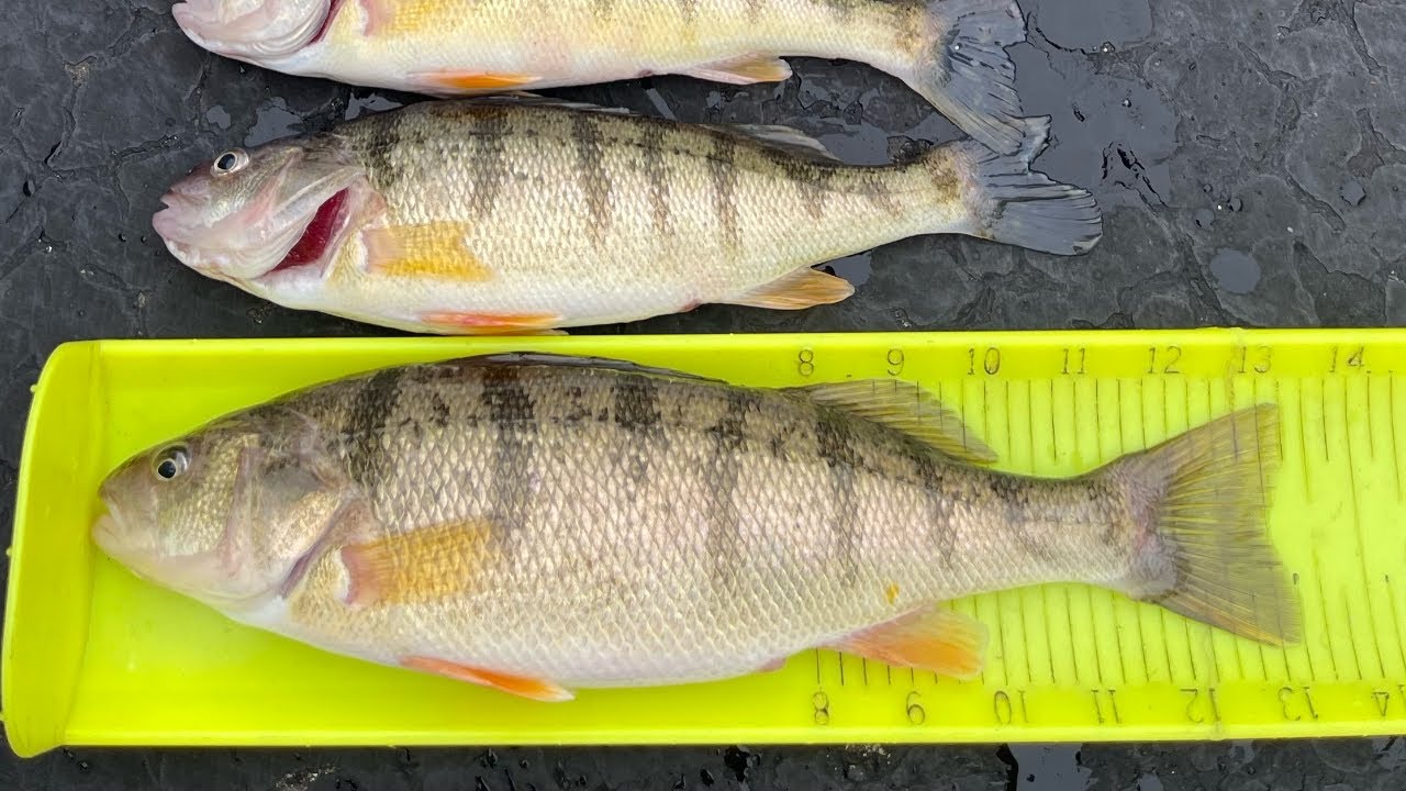 🔴 LIVE - Jumbo Perch Are Around + Browns/Steelhead Biting | Lake ...