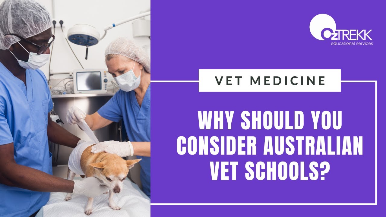 Veterinary School: Why Should You Consider Australian Vet Schools ...